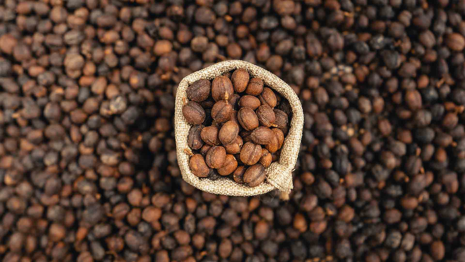 Datos Curiosos del Café 【Descúbrelos aquí】