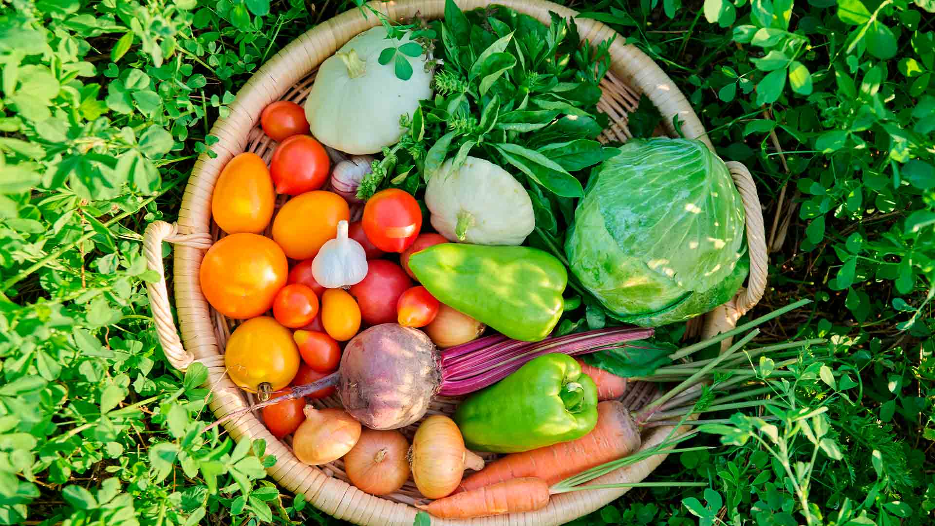 Datos curiosos de las verduras: ¡Descubre sus secretos! 【Descúbrelos aquí】